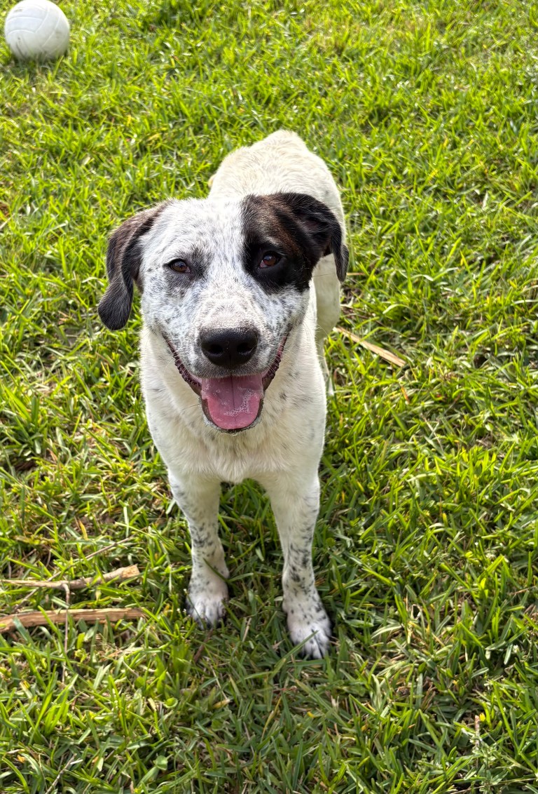 Available Dogs – Muttley Crew Dog Rescue Eufaula, AL